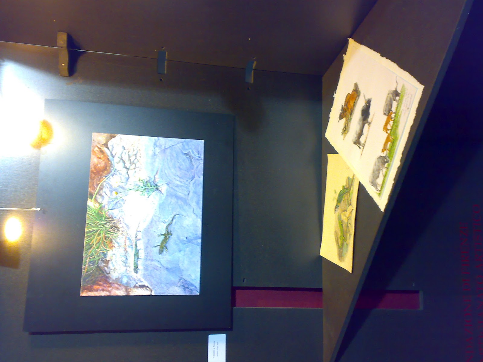 Alessandro Sacchetti - Wildlife Painter: La tappa della mostra "in ...