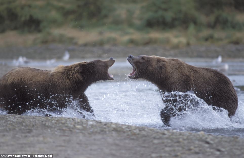 White Wolf : Photographer's stunning images capture beauty of America ...