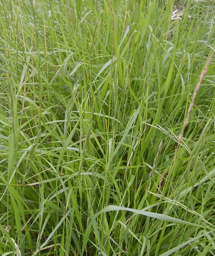 Michael Peverett: Above Wroughton