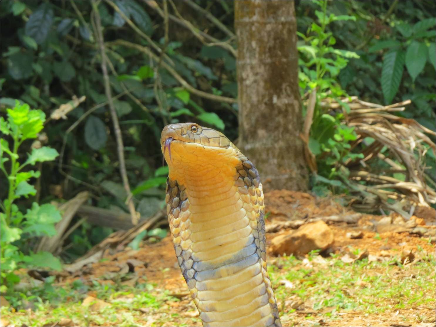 Agumbe Rain Forest Visit in Search of King Kobra at Kalinga Center for ...