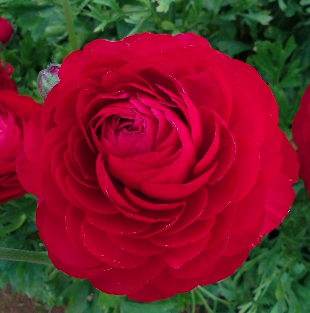 Bodacious Blooms Flower Farm | Life and Linda