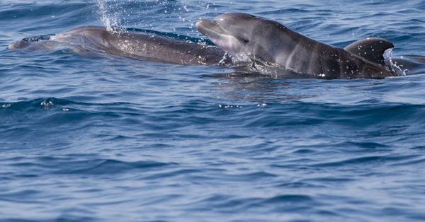 Dolphin Biology and Conservation: Fetal creases