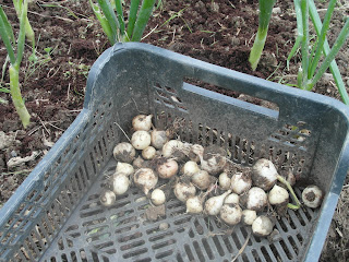 PAT COOKS: Single Clove Garlic, A Growing Experiment