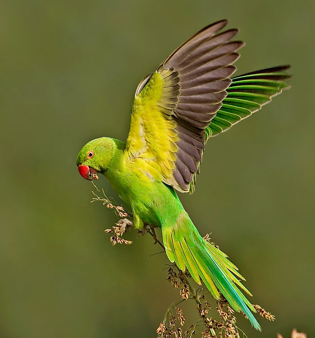 Rose-ringed parakeets of Amsterdam
