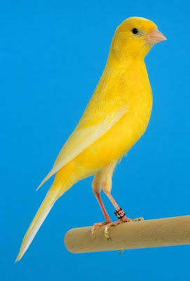 LOS CANARIOS DE POSTURA: Canarios de Forma