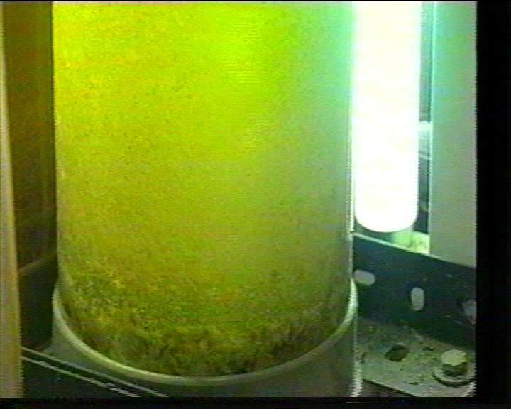 FITOSOFIA: MICROALGAS