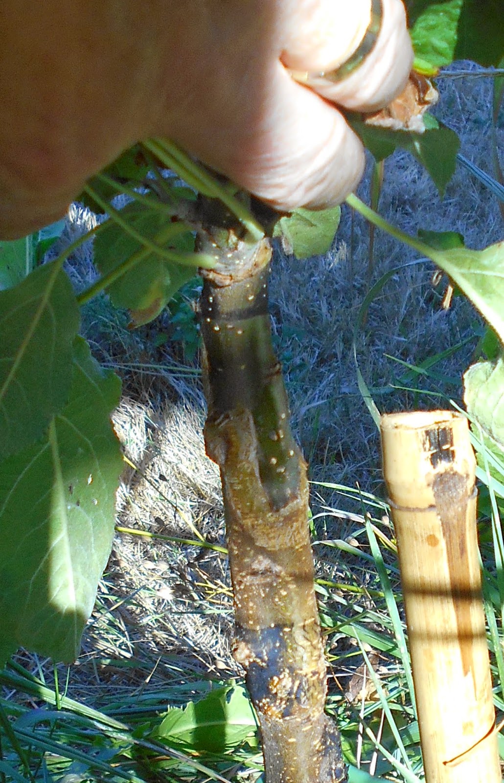 Daniel's Pacific NW Garden: Apple Whip and Tongue Graft at 6 Months. 8. ...