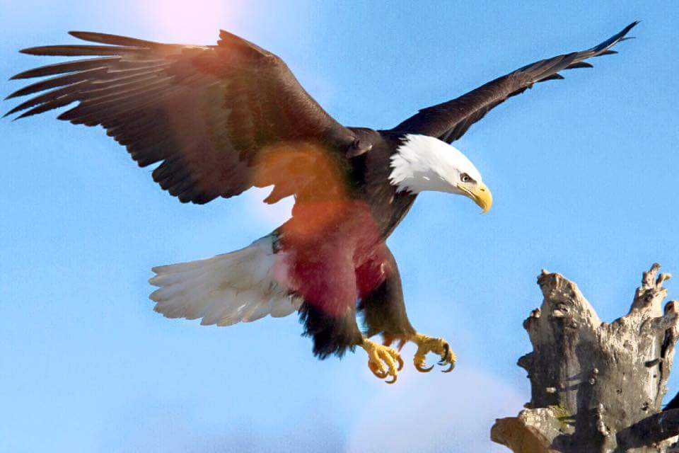 Kisah Sang Helang - Mukhriz Mahathir - MMFC News Portal