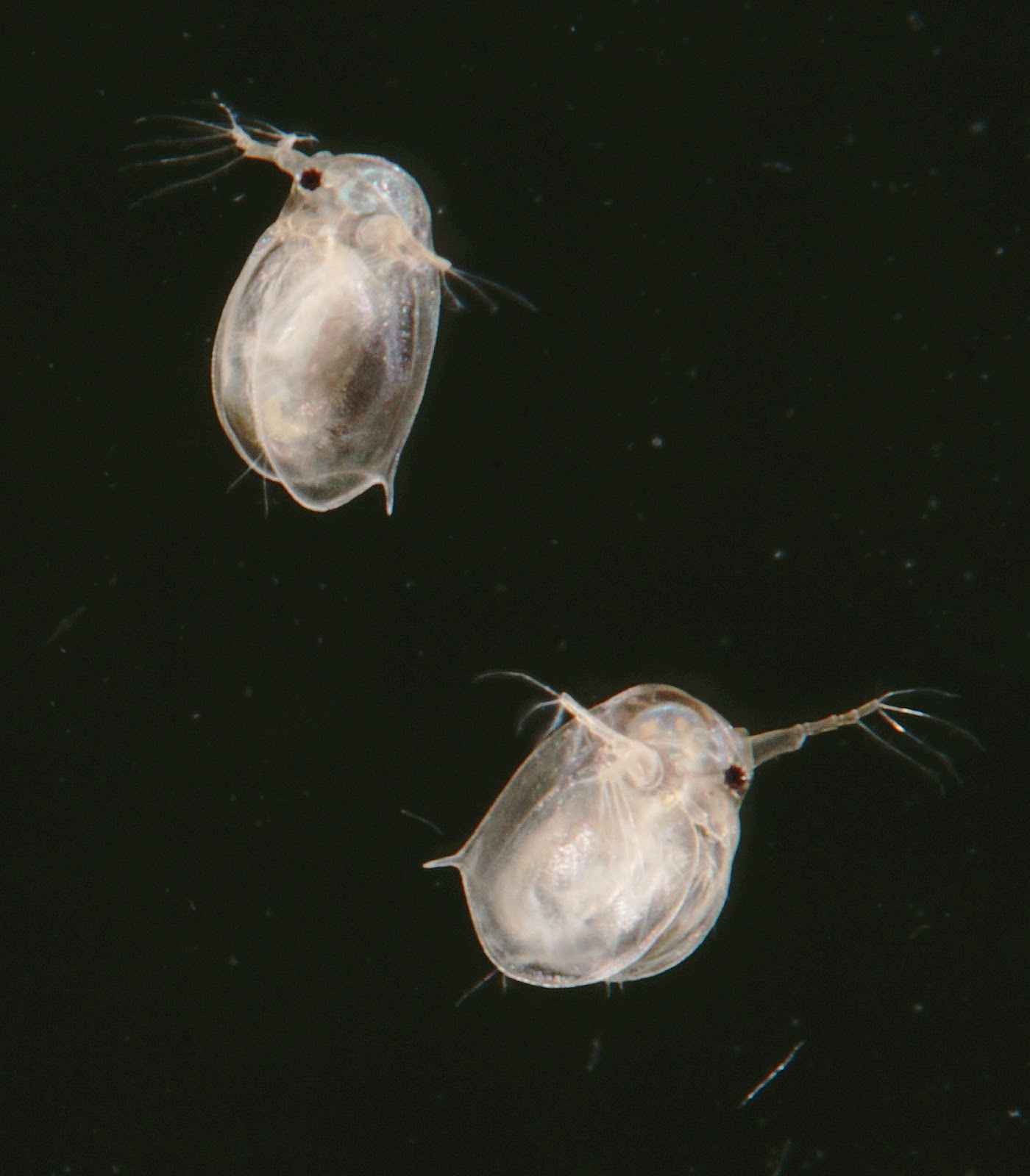fiberstrobe: Daphnia project 2016