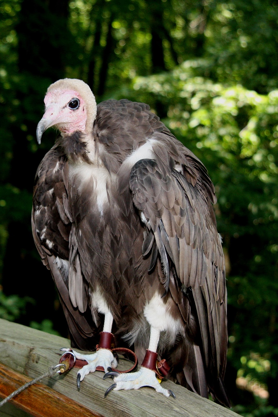 World Bird Sanctuary: Those Fascinating Vultures