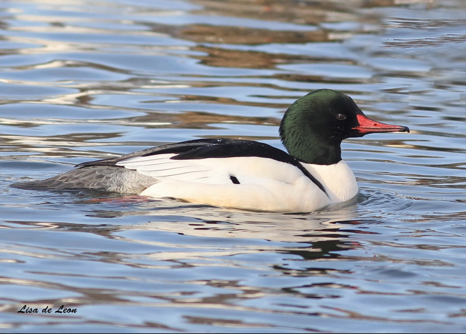 Bev's Nature Blog: Common Merganser