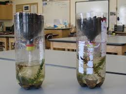 Ms. Raino's Science Classroom!: Biosphere in a Bottle by Sophia