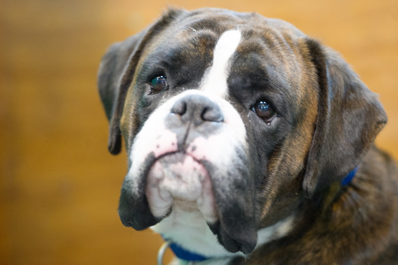 Pedigree Dogs Exposed - The Blog: CRUFTS 2017: Boxer noses