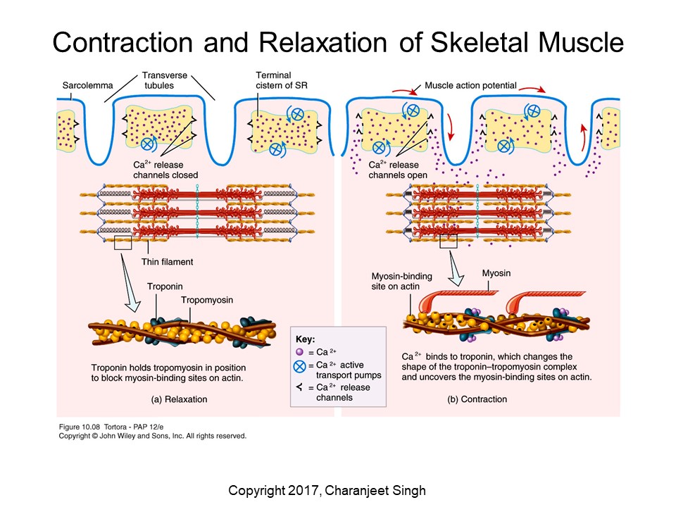Organization of skeletal muscle, Physiology of muscle contraction ...