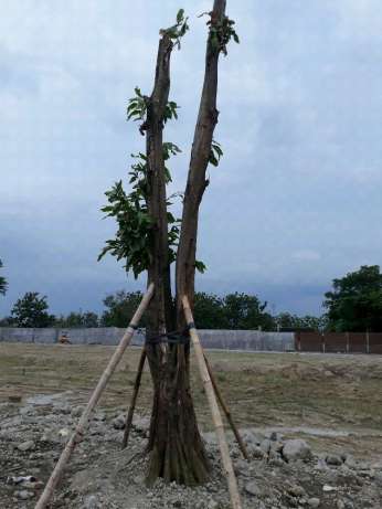 Pohon Gayam ~ Arya Flower Landscape