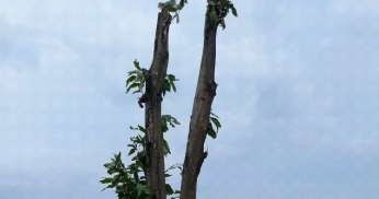 Pohon Gayam ~ Arya Flower Landscape