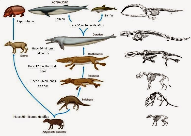 aulabiogeotoni: 4º ESO. TEMA 9. EVOLUCIÓN BIOLÓGICA
