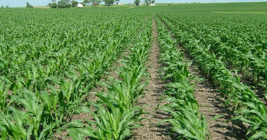 Tanam Jagung Rapat, Hasilnya Sangat Memuaskan | Tips Merawat Tanaman Ok