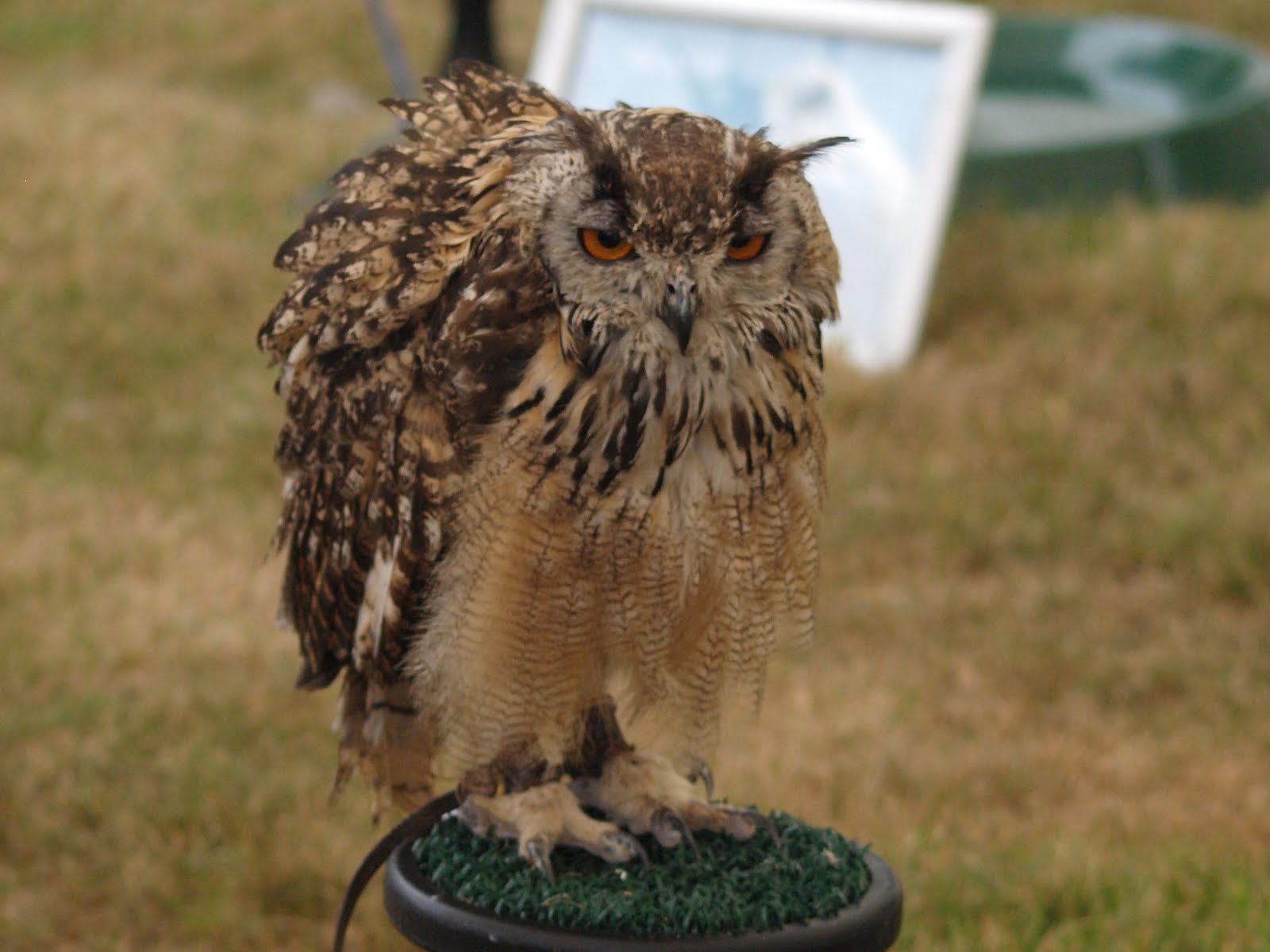 Ragged Robin's Nature Notes: Owls, Eagles, Hawks and Falcons at The Gardens