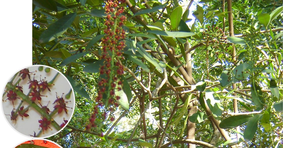 v e r d e c h a c o: Jaborandí