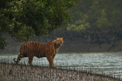 Indian Sundarban: An in-depth understanding: Epic tiger sighting at ...