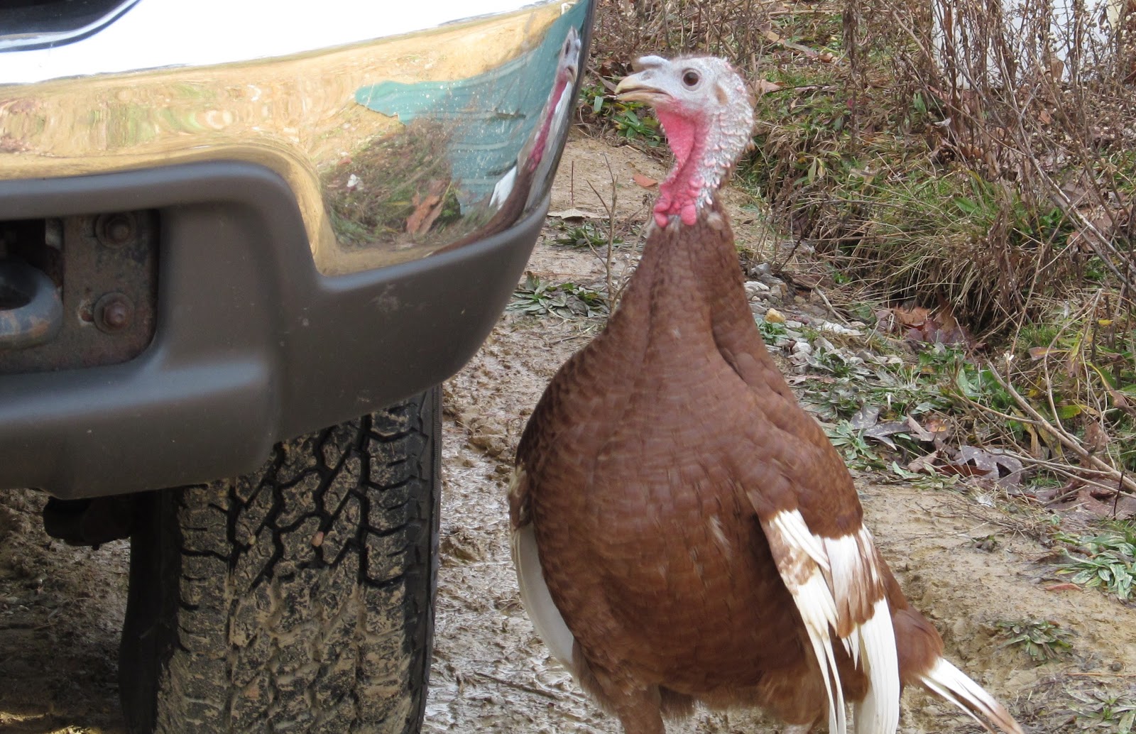 Ohiofarmgirl's Adventures In The Good Land: Crazy Poultry