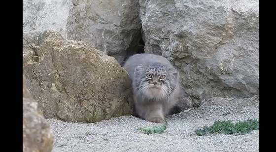 White Wolf : Watch The Earth-Shattering Moment This Pallas's Cat Found ...