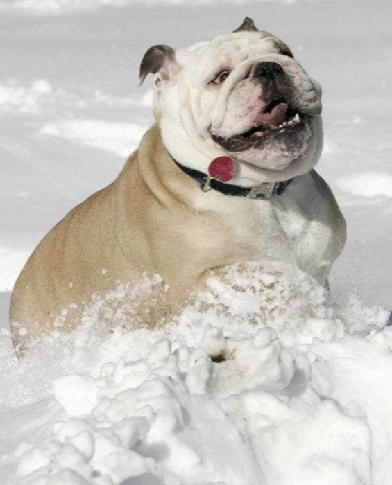 Butler blue live mascot - KILLER CELL