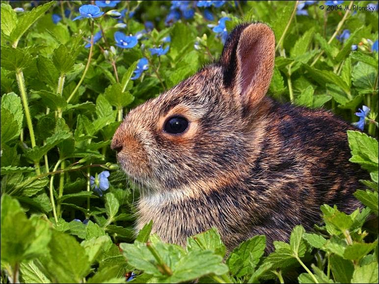 Imagenes de Conejos: octubre 2016