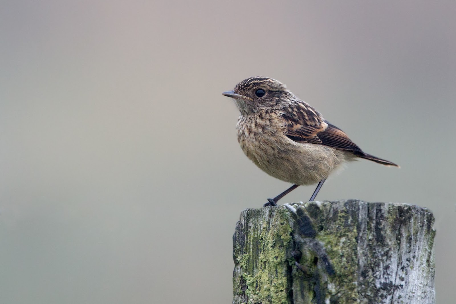Darley Dale Wildlife: Stonechat juvenile - Beeley Moor