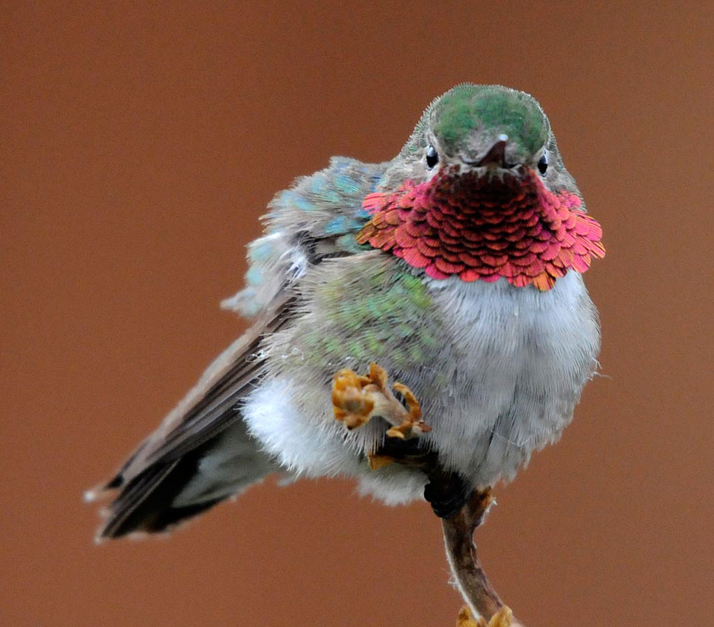 Dragonfly Dazed: 2011 Annual Dragonfly Society of the Americas Annual ...