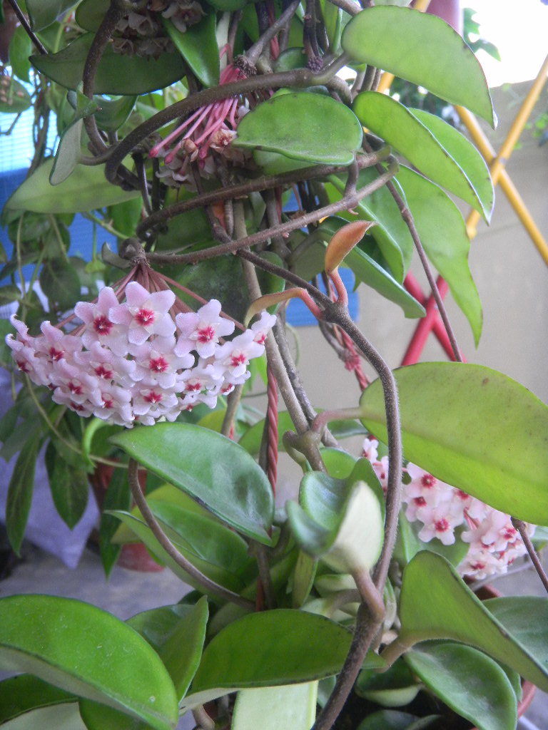 Bunga oh Bunga.....: Hoya Carnosa...