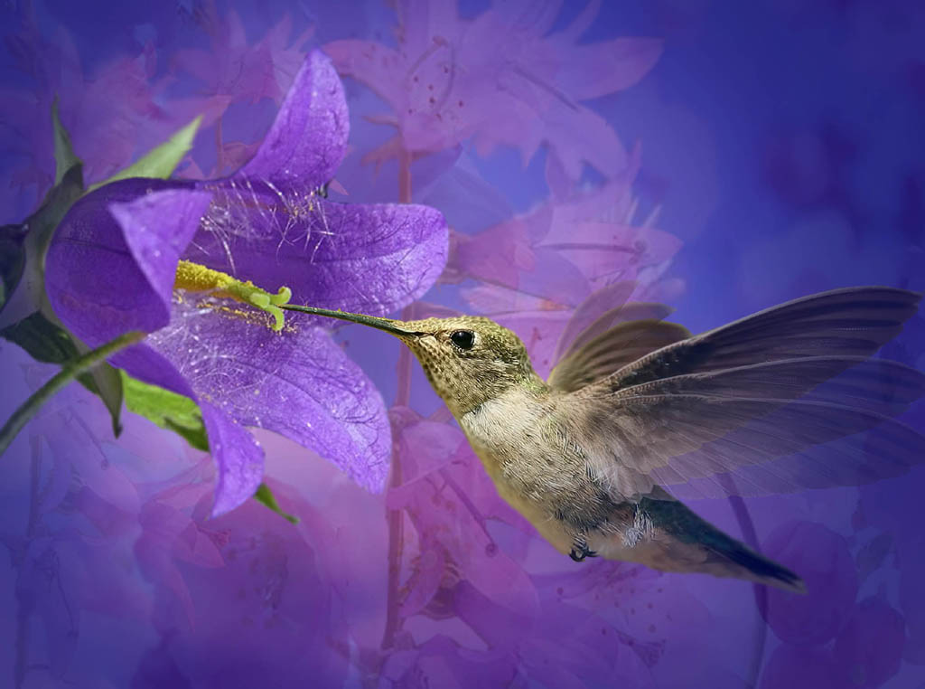 purpura: ANATOMÍA DEL COLIBRÍ (NELSON)