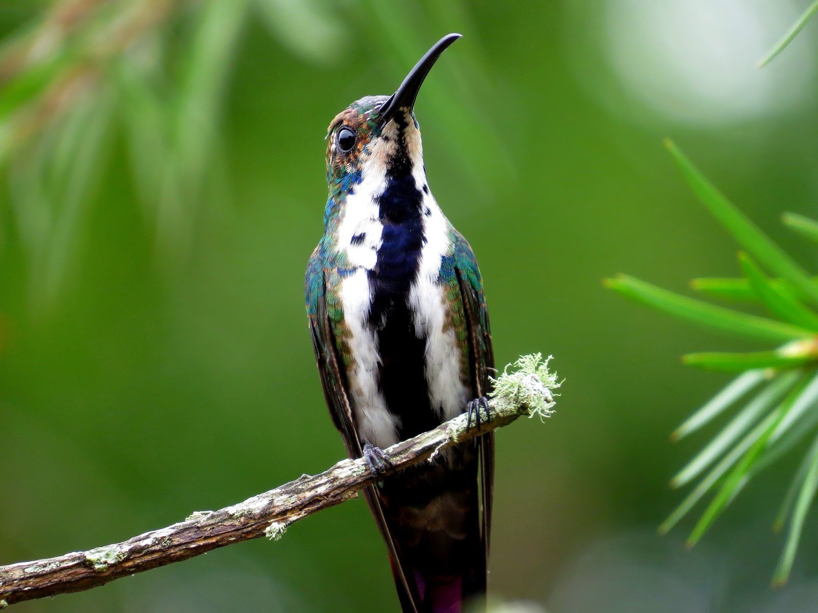 AvesMundi: COLIBRÍES ( Trochilidae )