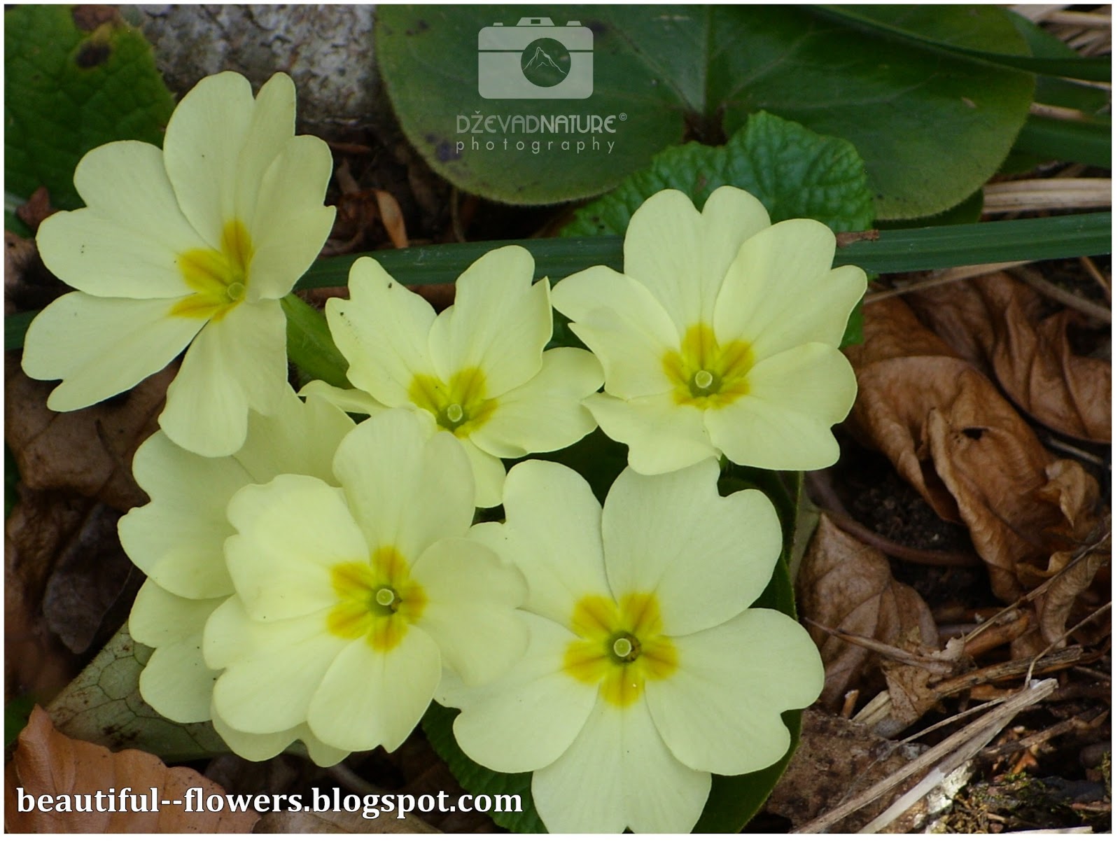 Obični jaglac - Primula vulgaris | • Recepti za svaku priliku