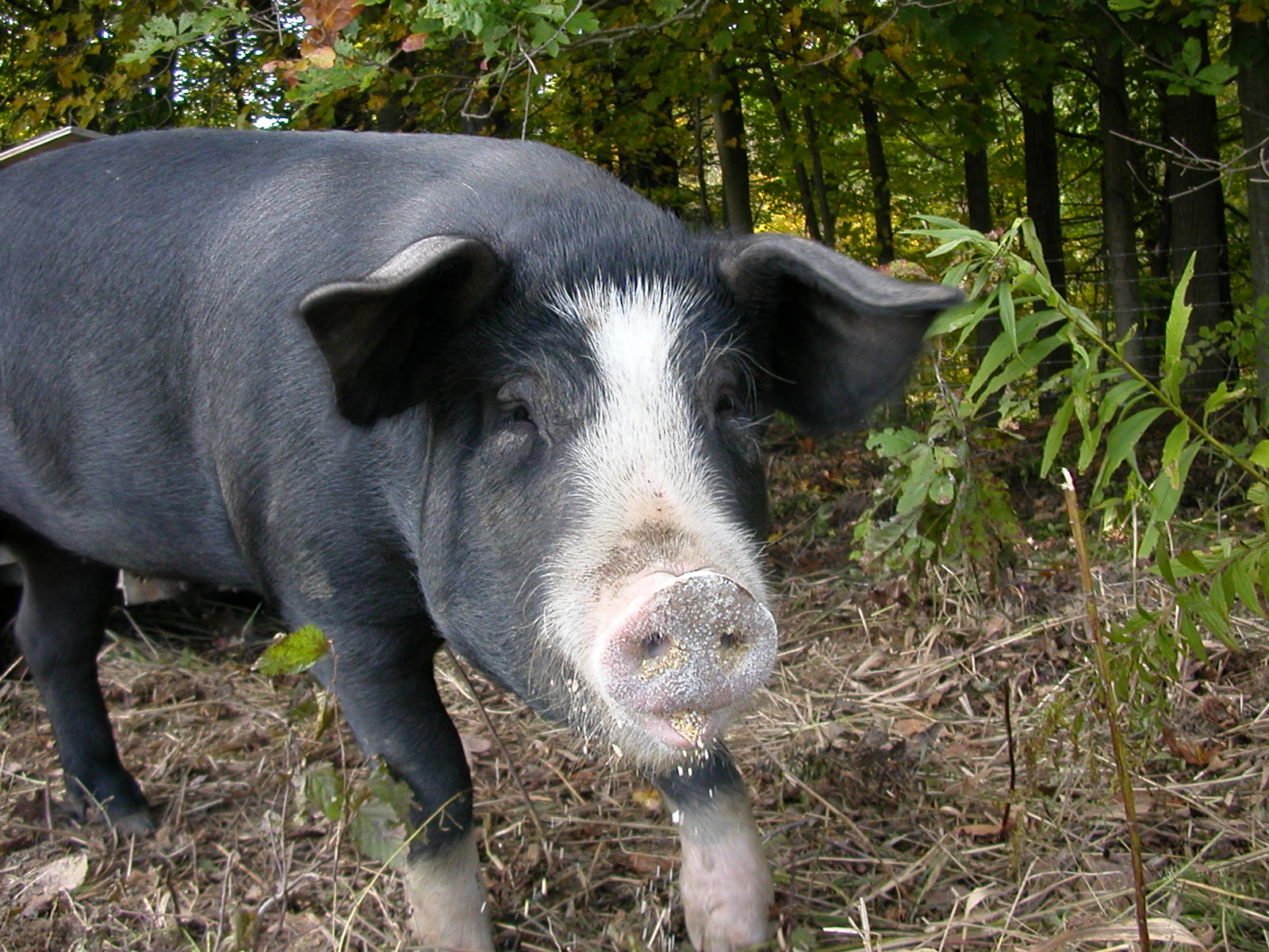 Tree Gate Farm: Pigs in the Woods