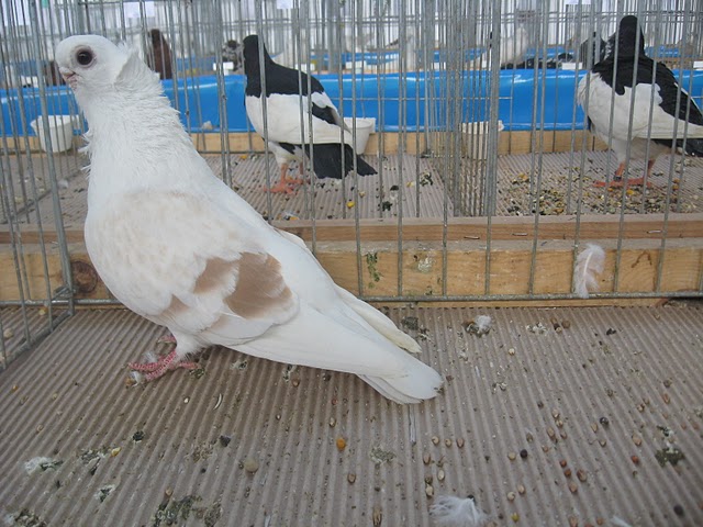 Polish Owl Pigeons ( Mewka Polska ) - Pigeons fall