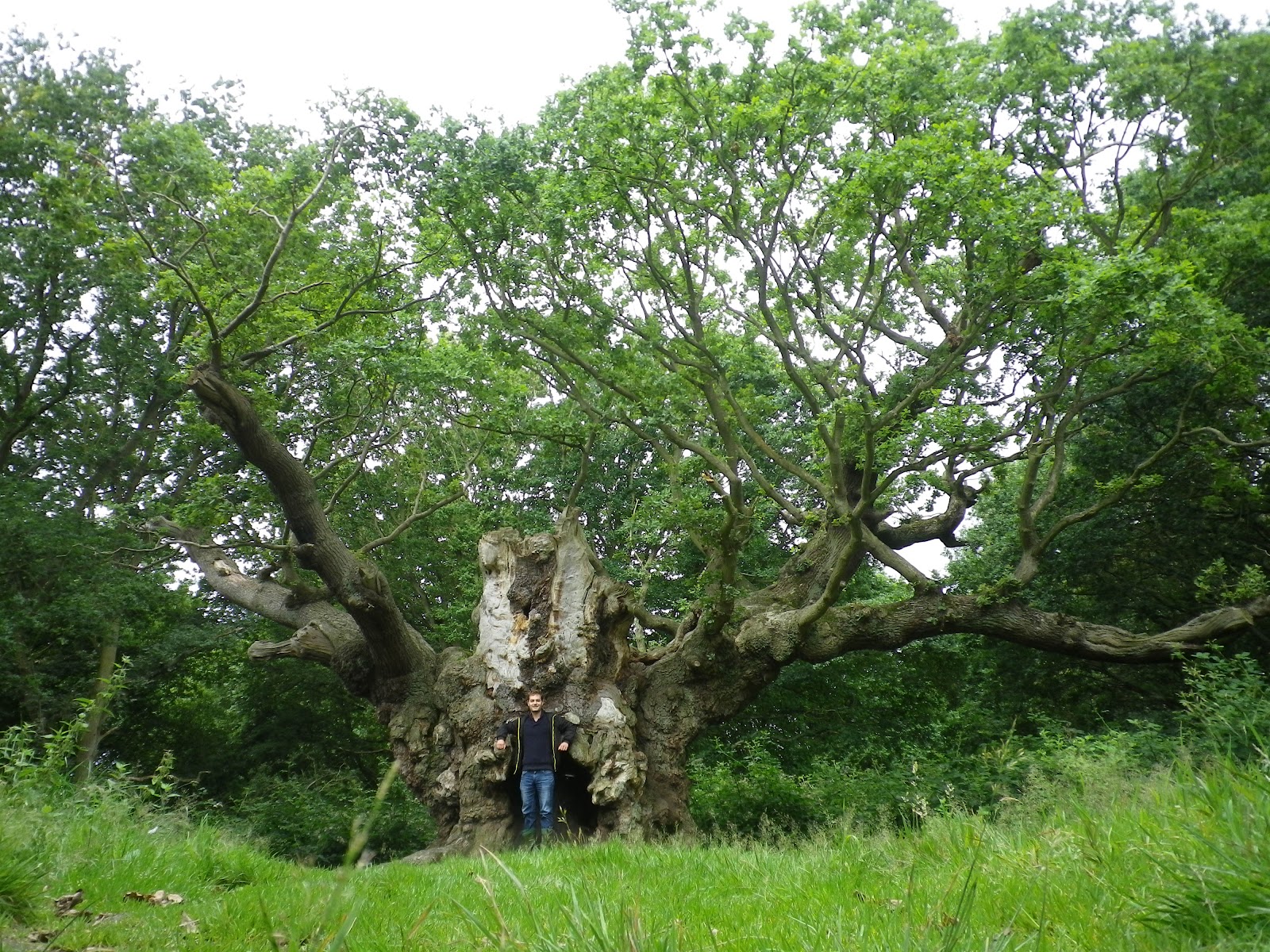 Necess City: Old Knobbley - A wise old tree in Essex