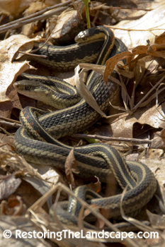 Restoring The Landscape With Native Plants: Common Garter Snake