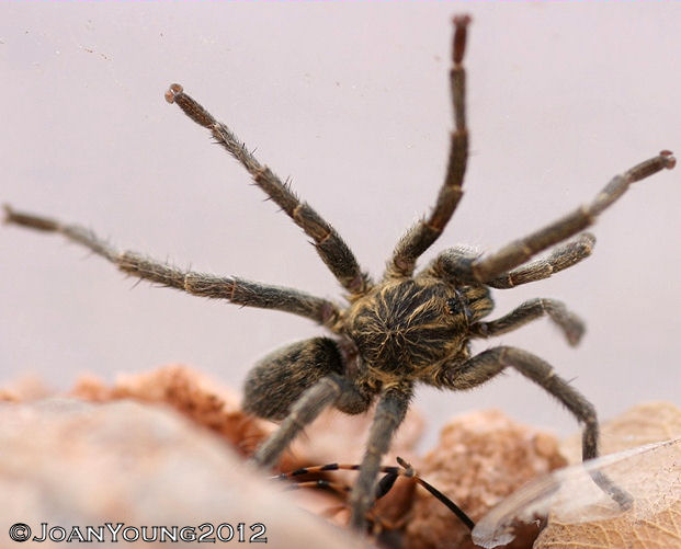 South African Photographs: Lesser Baboon Spider (Harpactirella overdijki)
