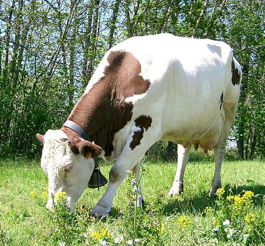 Notes from a Jewish Thoreau: Toward a modern Jewish New Year for the ...