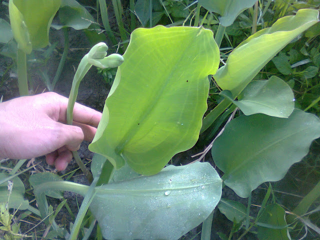 Cara Menanam Genjer di Tanah Gambut Berawa dan Di Sawah Untuk Hasil ...