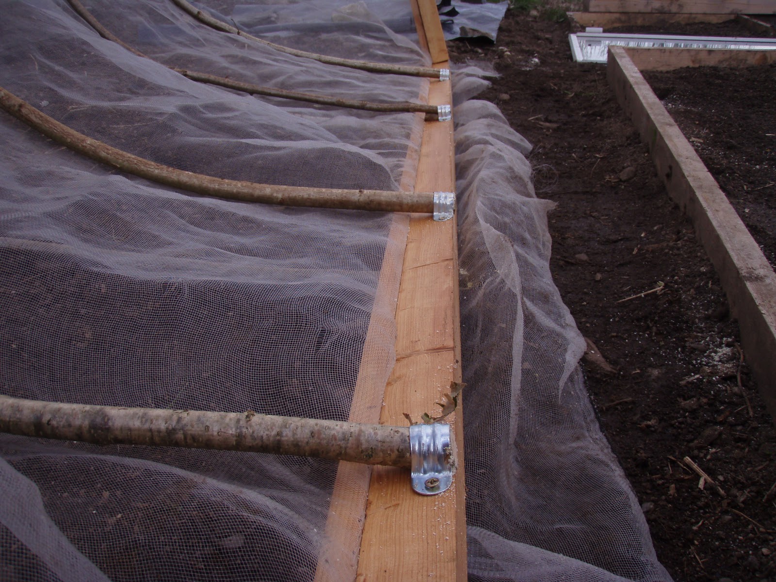 Oldtown Allotments: carrot fly protection.