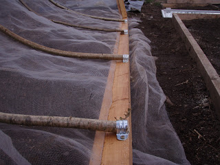 Oldtown Allotments: carrot fly protection.