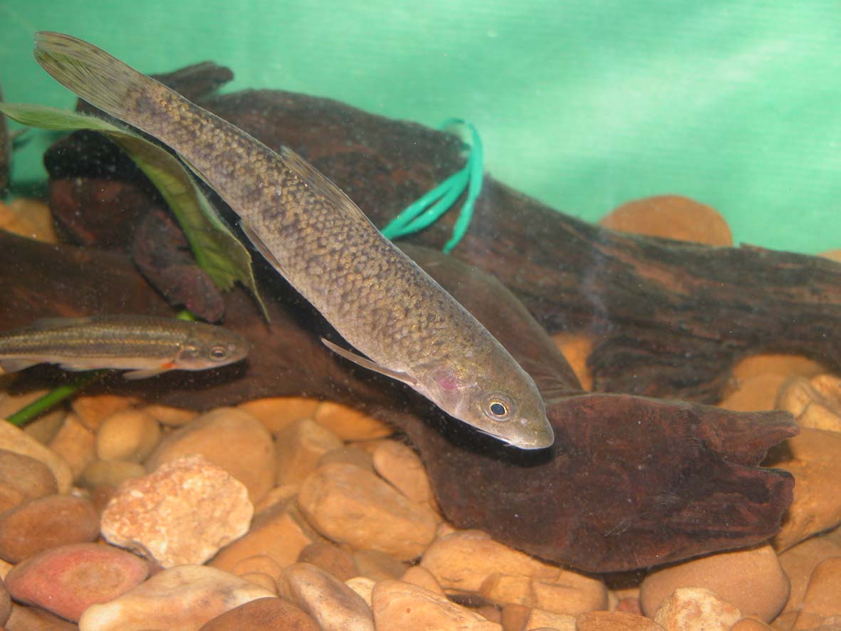 blog de pesca: septiembre 2013