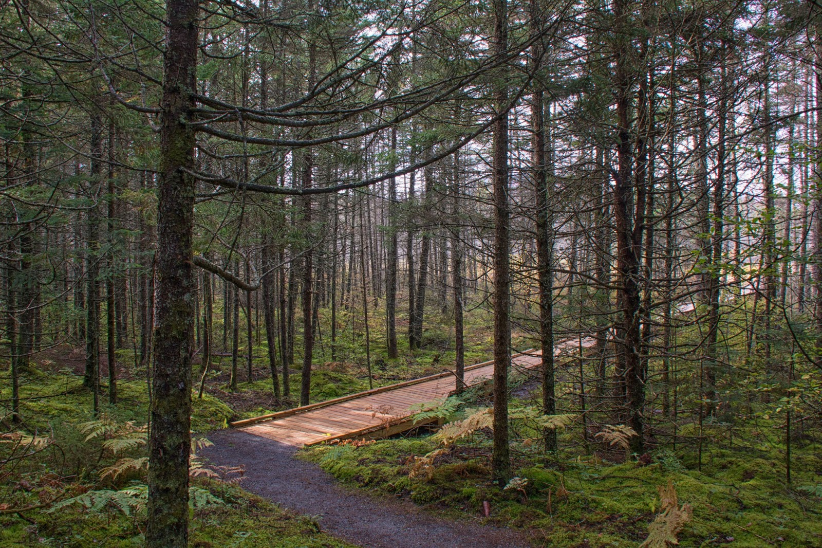 Carol's View Of New England: Moose Bog, Ferdinand VT