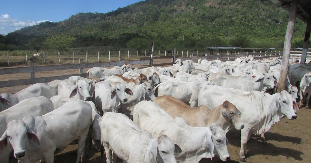Ovinos, Caprinos y Camèlidos, ahora: Perú libre de Fiebre Aftosa y de ...
