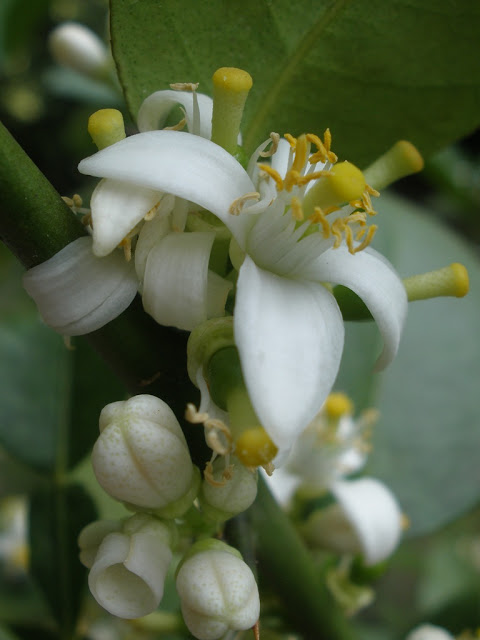 MARIETTE'S BACK TO BASICS: {Our Citrus Aurantifolia - Key Lime}