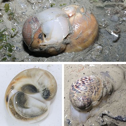 wild shores of singapore: Strange nudibranch at Changi