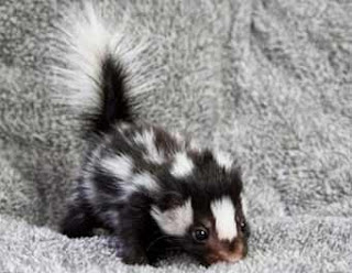 Fakta Unik Sigung | kumpulan hewan peliharaan anti mainstream